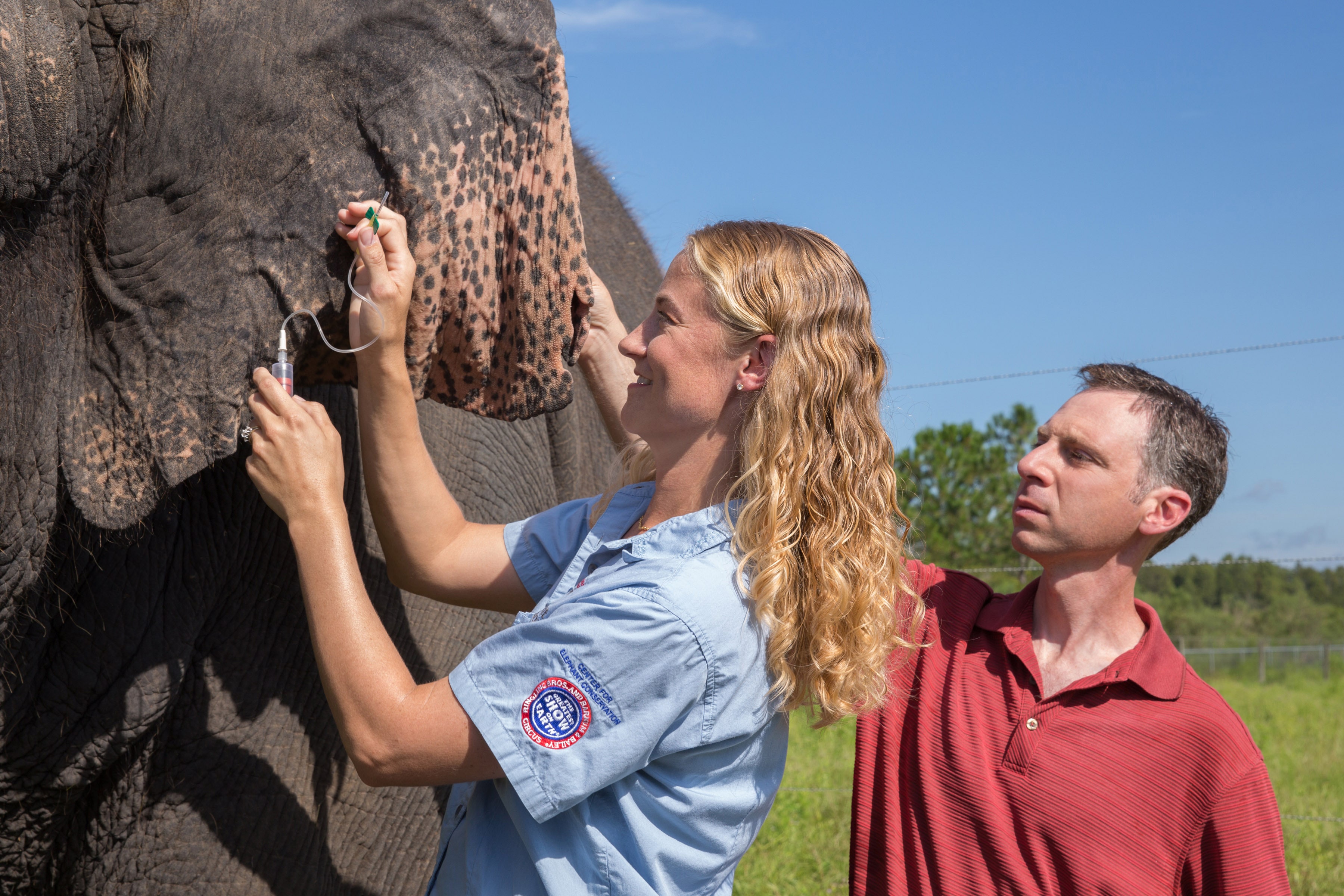 Why Is Elephant Cancer Rare Answer Might Help Treat Humans Fox News why-is-elephant-cancer-rare-answer-might-help-treat-humans-fox-news