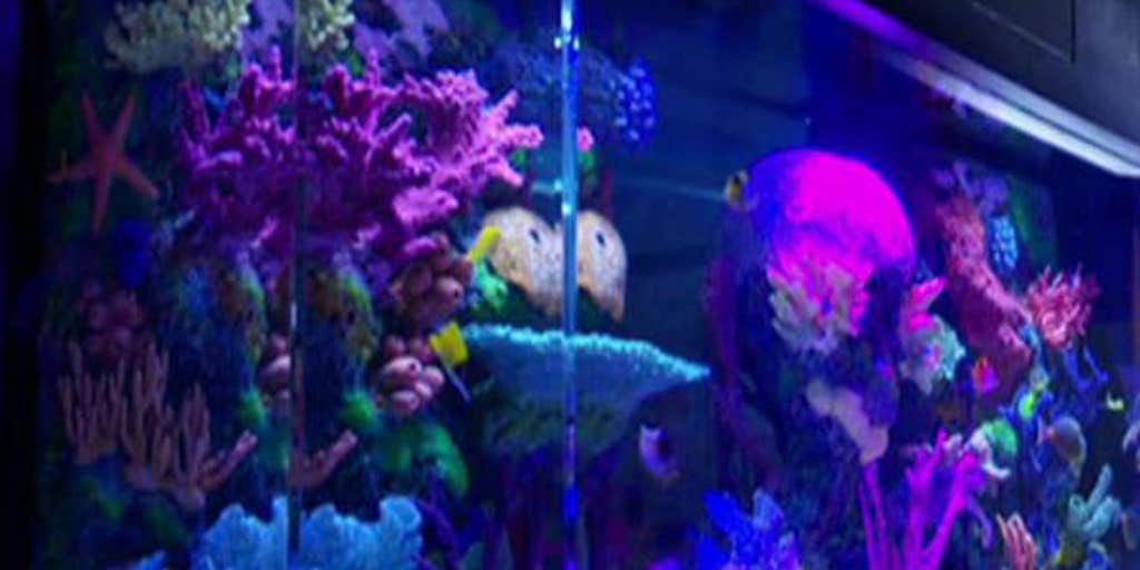 ‘Tanked’ stars talk fancy fish tanks for celebs | Fox Business Video