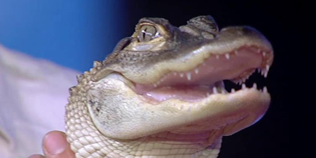 The biggest and baddest animals on the planet | Fox Business Video