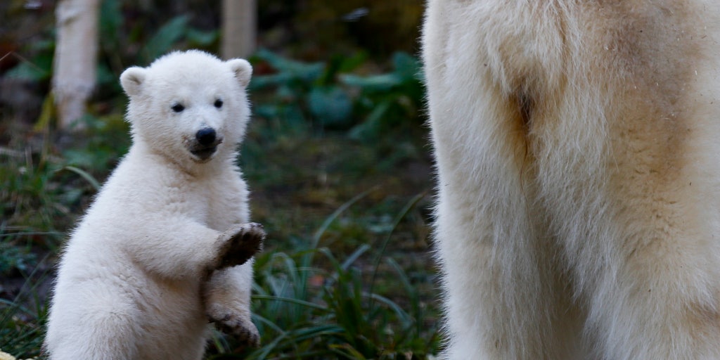 The skeptical environmentalist | Fox Business Video