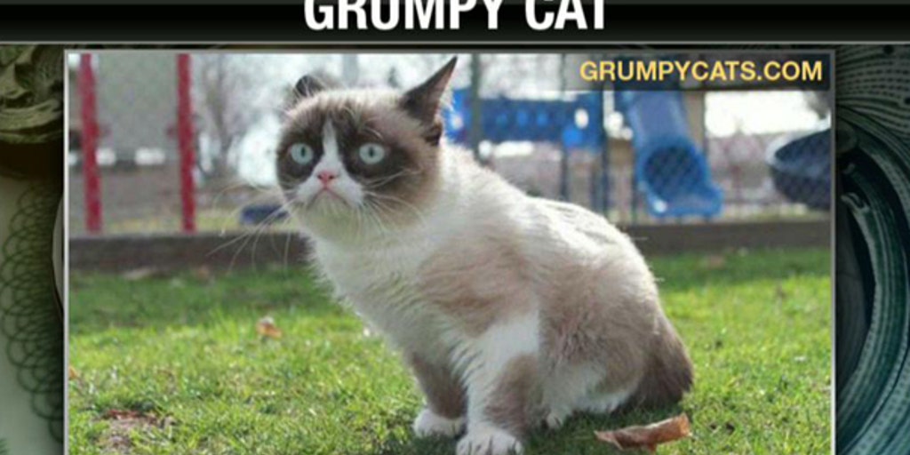 ‘Grumpy Cat’ Goes Hollywood | Fox Business Video