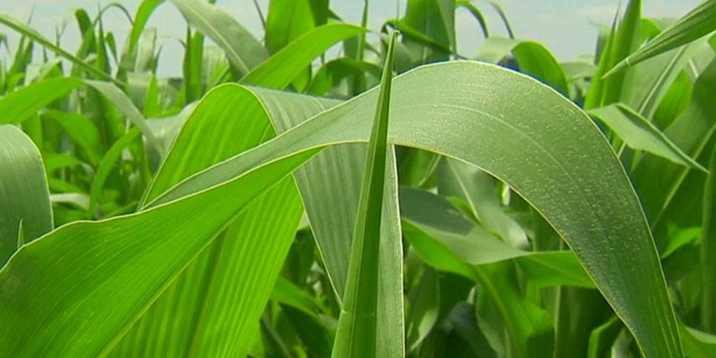 Fear in the Corn Fields | Fox Business Video