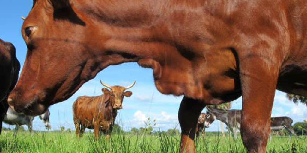 Rising demand for beef contributing to climate change? | Fox Business Video