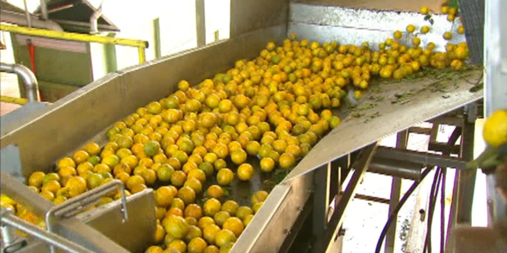 Florida farmers look to diversify to compensate for orange shortage ...