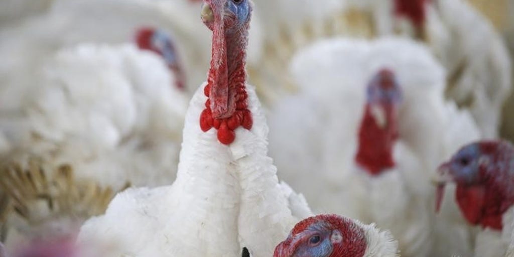 Cooking up 50K turkeys | Fox Business Video