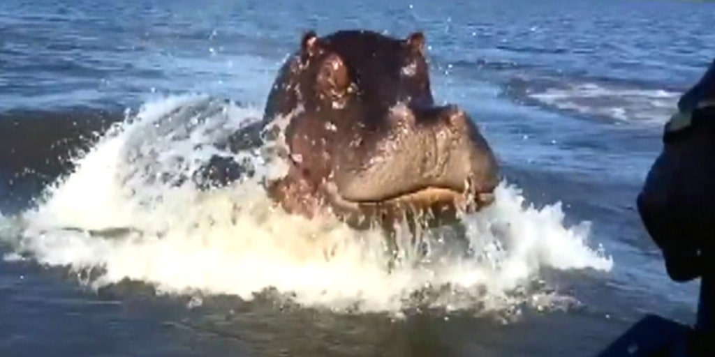 Hungry hungry hippo? Raging beast chases speedboat | Fox News Video
