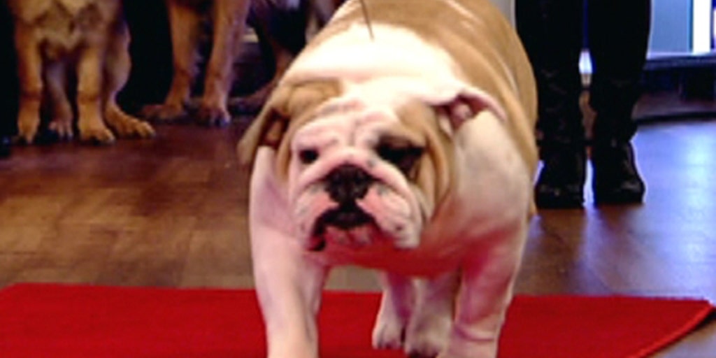 The Most Popular Dog Breeds In The US Fox News Video the-most-popular-dog-breeds-in-the-us-fox-news-video
