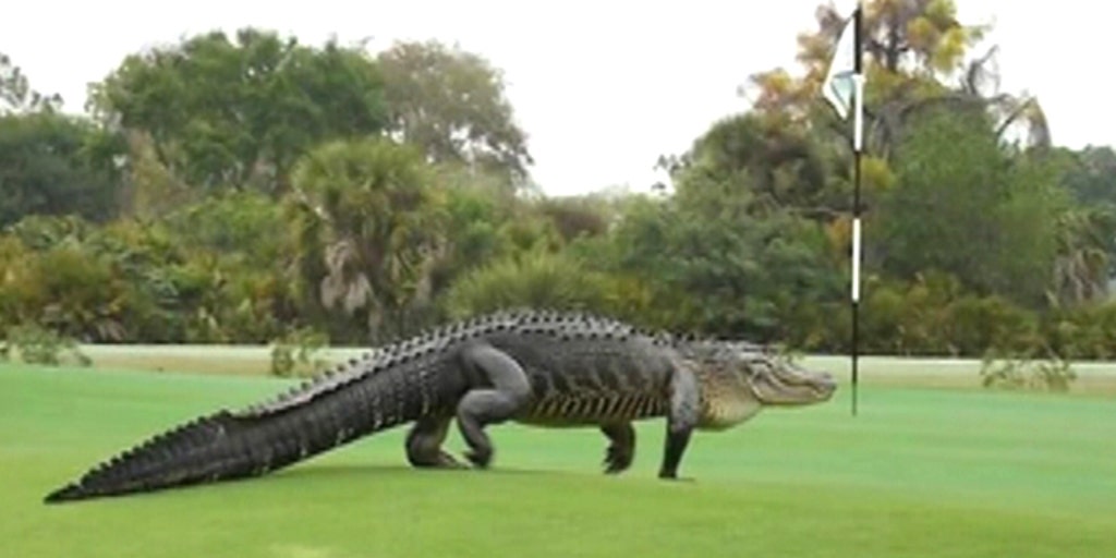 Golf-zilla: Monster gator takes over course in Florida | Fox News Video