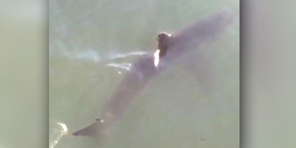 Baby great white sharks shock beachgoers | Fox News Video