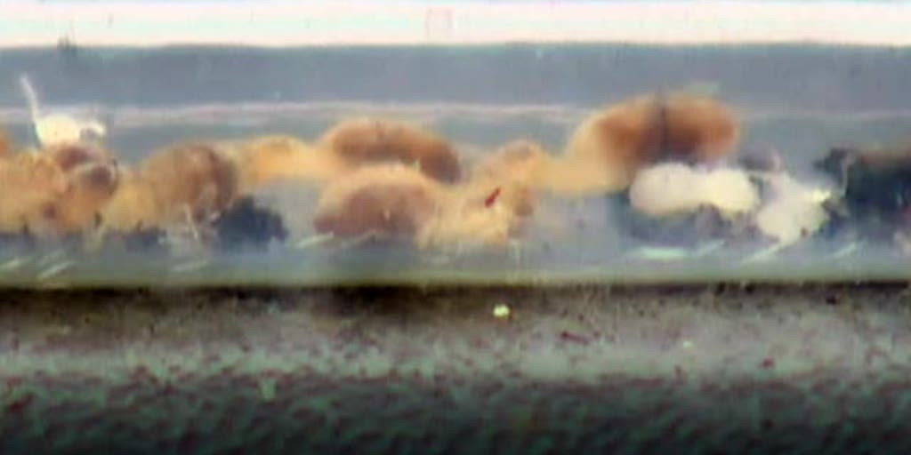 Scientists work to eradicate invasive termite explosion | Fox News Video