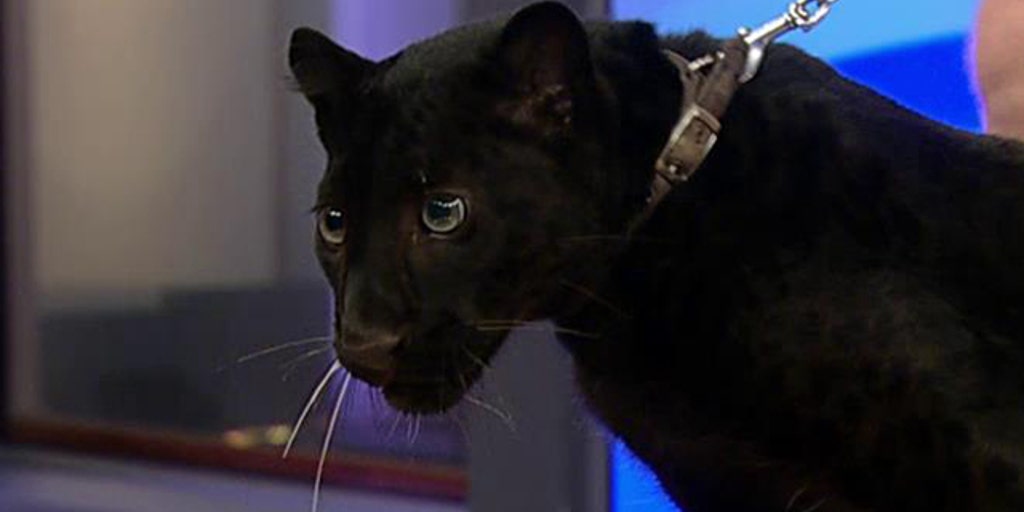 'Monster Week' spotlights world's deadliest predators | Fox News Video