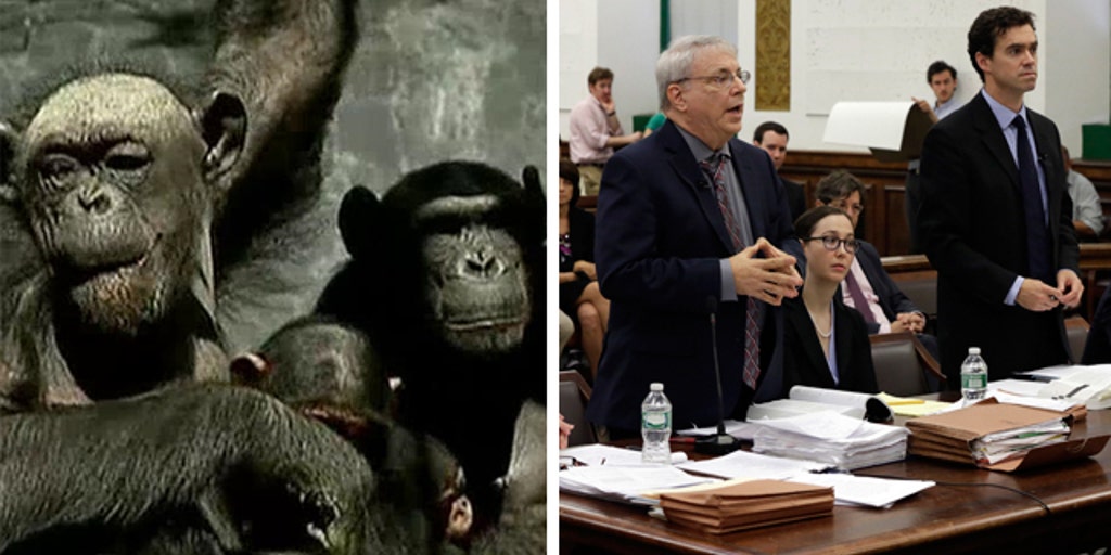 Lawyers fight for two chimps kept at university to be freed | Fox News ...
