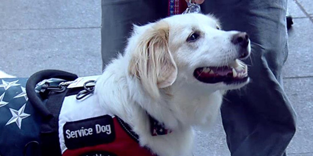How service dogs are trained for veterans | Fox News Video