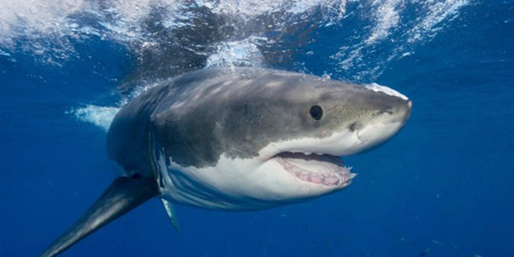 Why the spike in shark attacks and what do we do? | Fox News Video