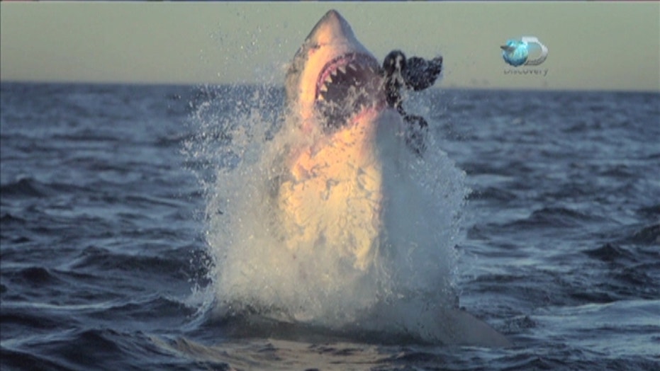 ‘Shark Week’ gives fans a look into the unexplored waters of Cuba | Fox ...