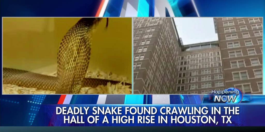 073015_snake | Fox News Video