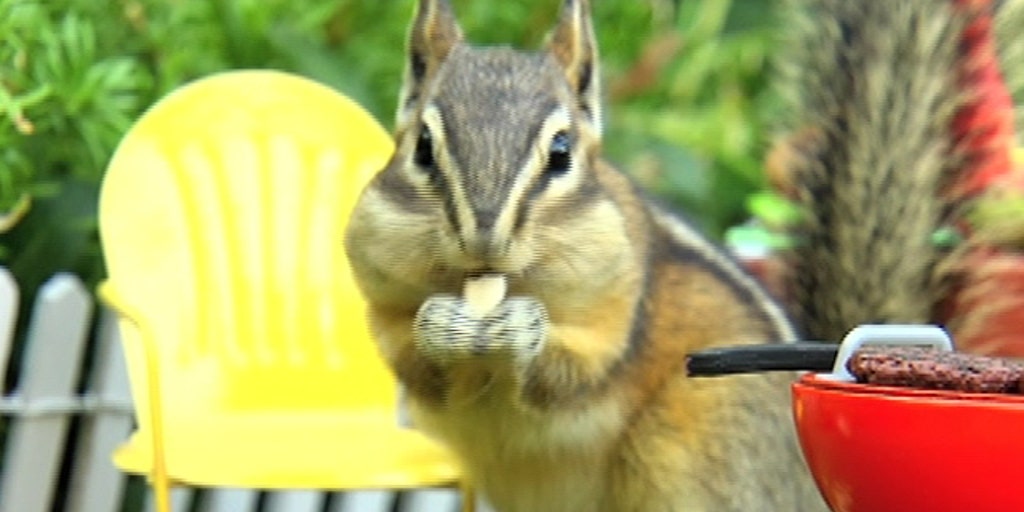 'Crazy chipmunk lady' captures picture perfect moments | Fox News Video