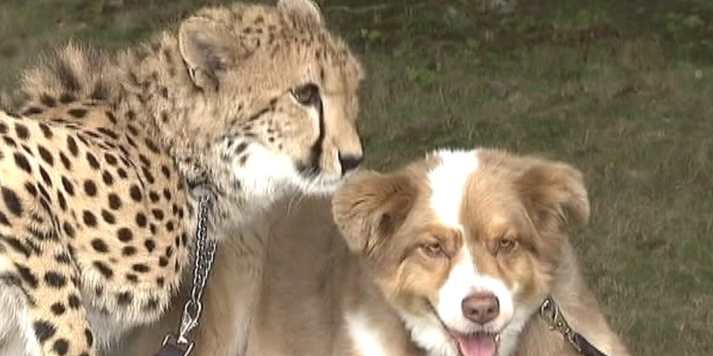Cheetah and dog form unlikely bond at conservation center | Fox News Video