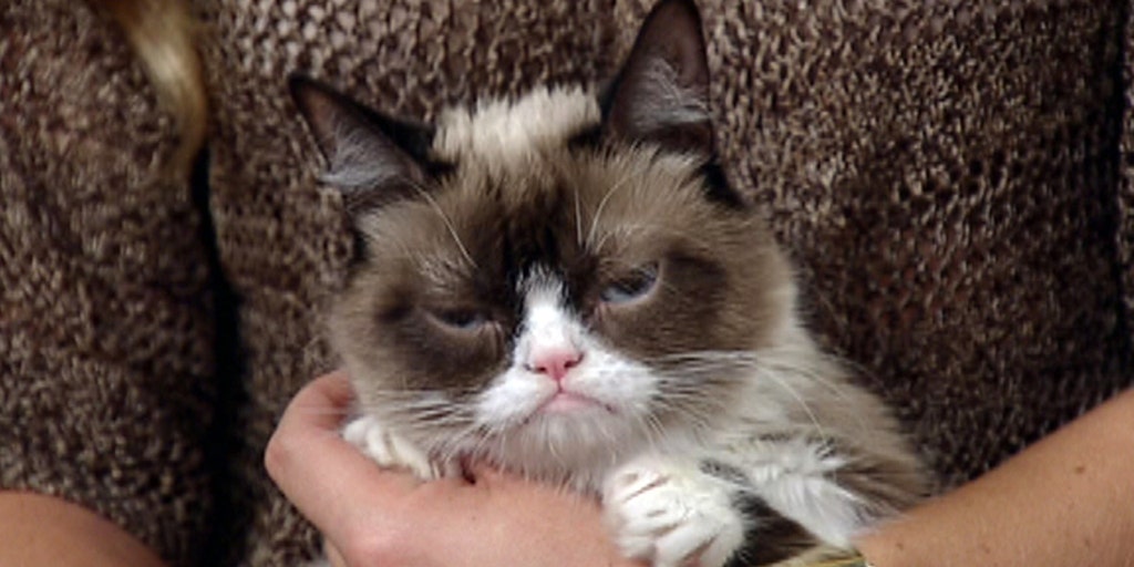 Fox Flash: Grumpy Cat is back | Fox News Video