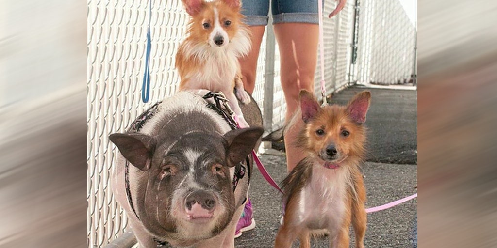 Pig and her two canine friends need a home together | Fox News Video