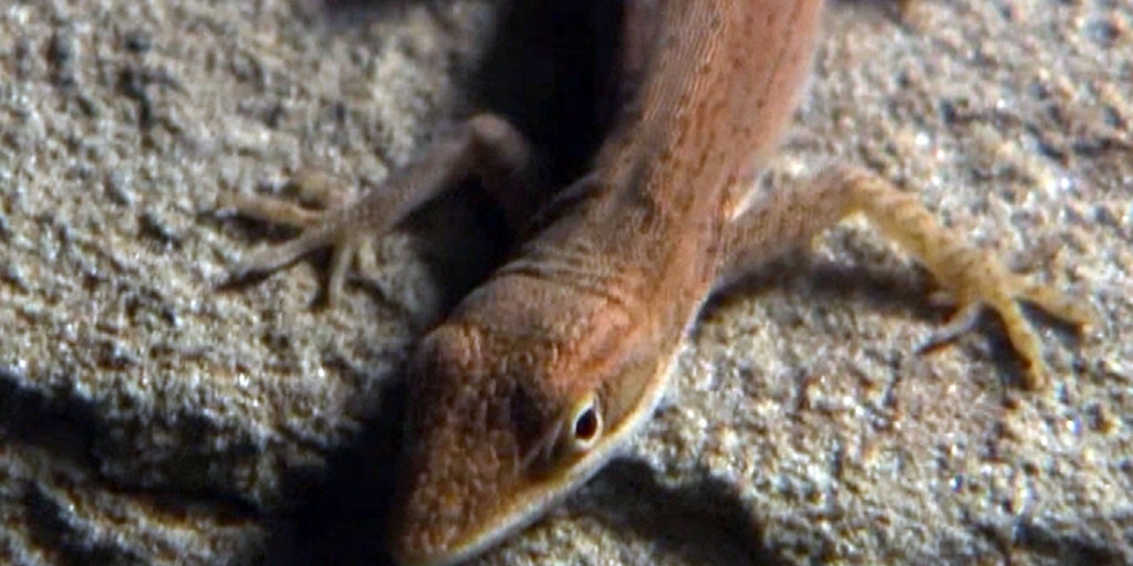 Lizard found in kindergartner's salad | Fox News Video