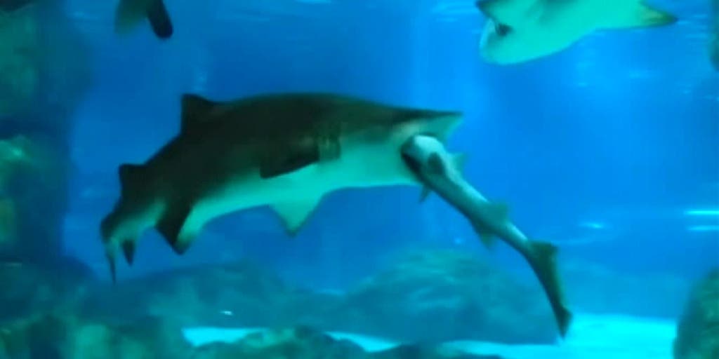 Shark swallows fellow shark whole in Seoul aquarium | Fox News Video