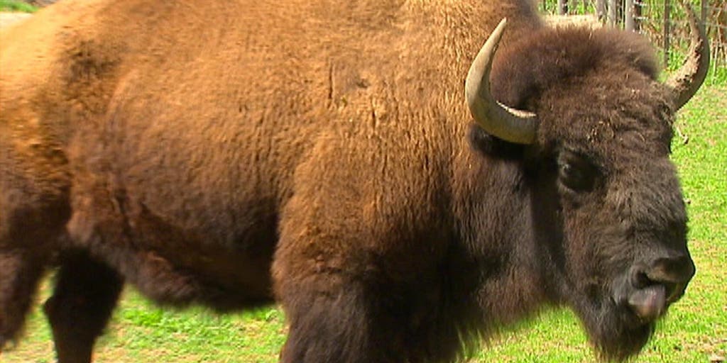 Inside the push to make the bison America's national mammal | Fox News ...