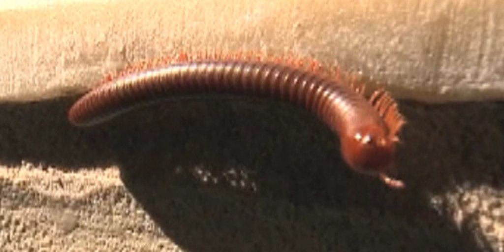 Swarms of creepy, crawly insects invading homes in Hawaii | Fox News Video