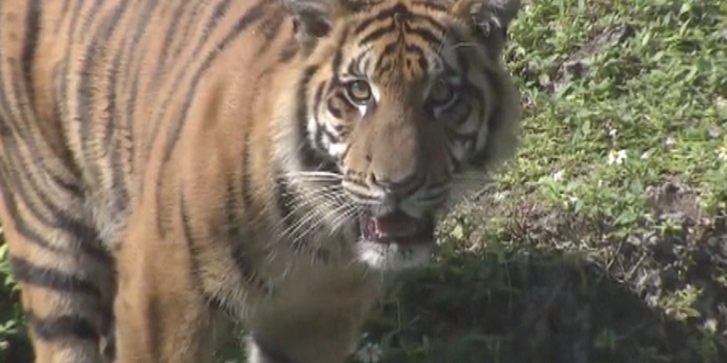 Miami Zoo's tiger program celebrates milestone | Fox News Video