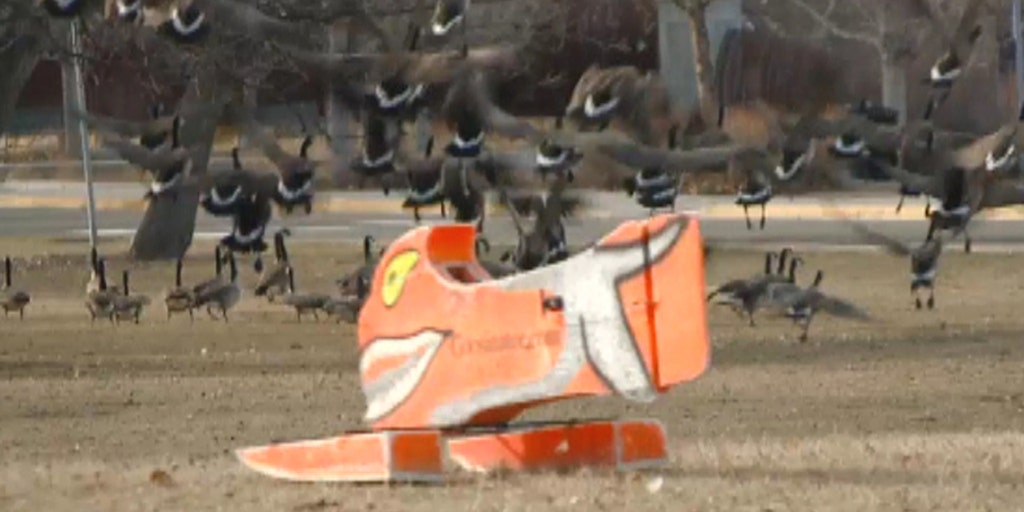 The Goosinator helps keep Denver parks free of goose poop | Fox News Video