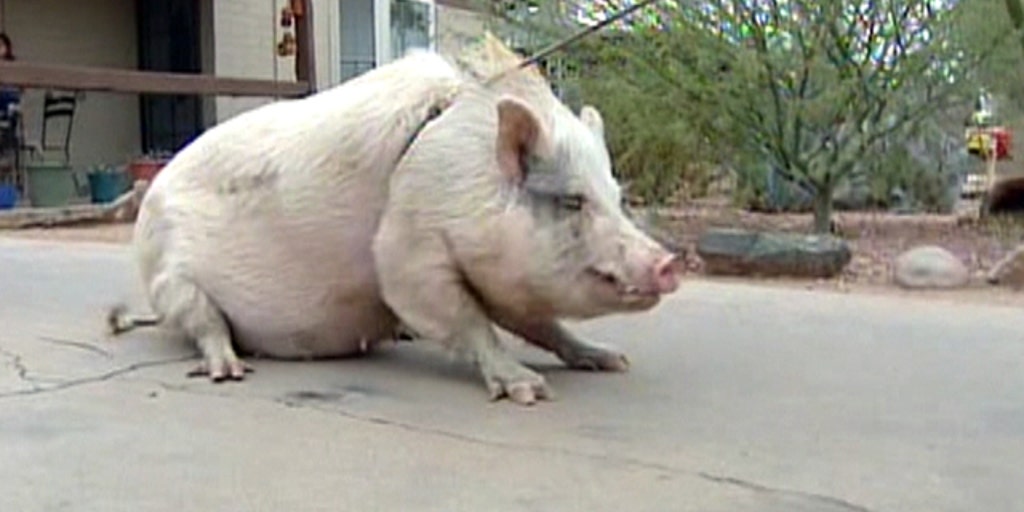 Pig on the loose | Fox News Video