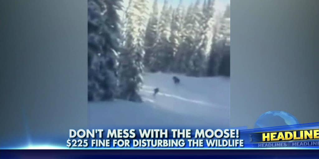 011114_moose_1000 | Fox News Video