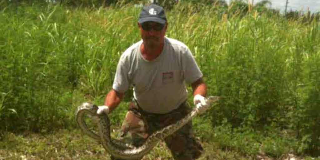 Florida's 'Python Challenge' draws hundreds | Fox News Video