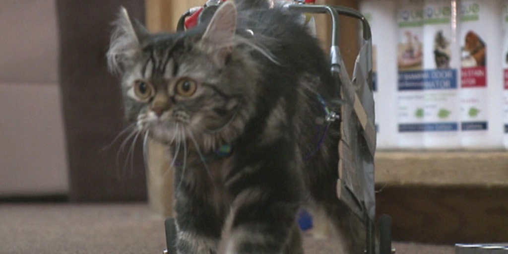 Cat's cradle: 'Flipper' the feline walking to different beat | Fox News ...