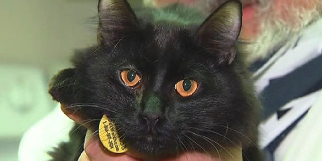 Cat detects brain seizures in owner | Fox News Video