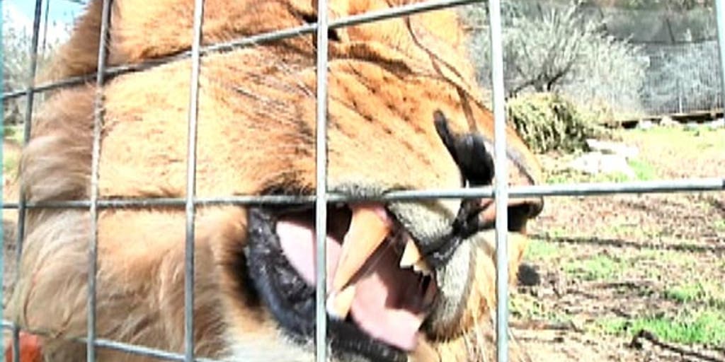 Liability questions in fatal lion attack? | Fox News Video