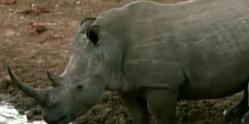 US military forces fight animal poachers | Fox News Video