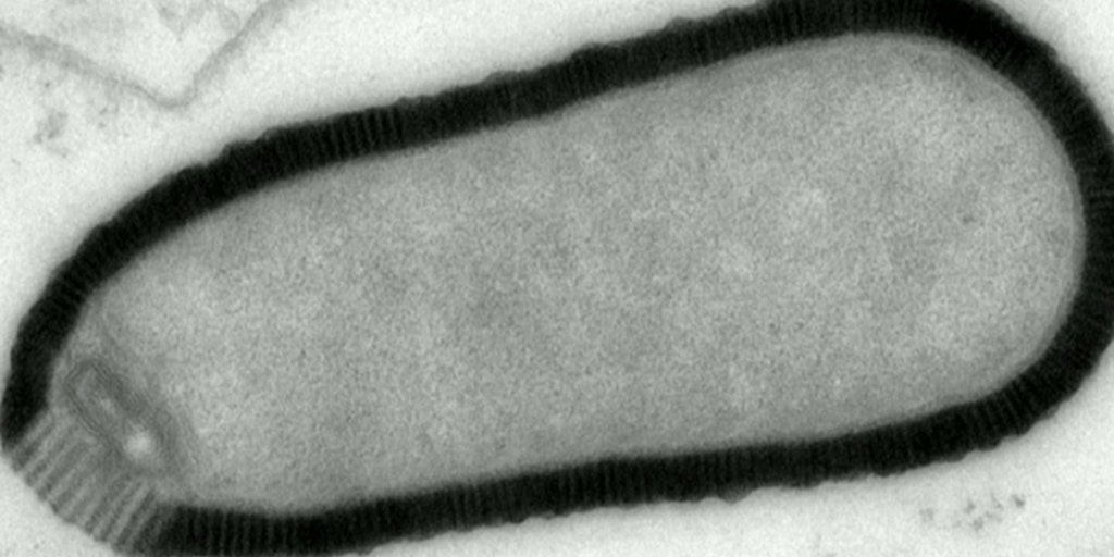 Researchers revive 30,000-year-old giant virus | Fox News Video