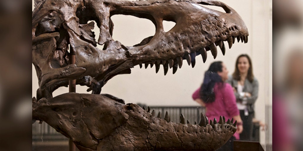 T-Rex skeleton now at the Smithsonian | Fox News Video