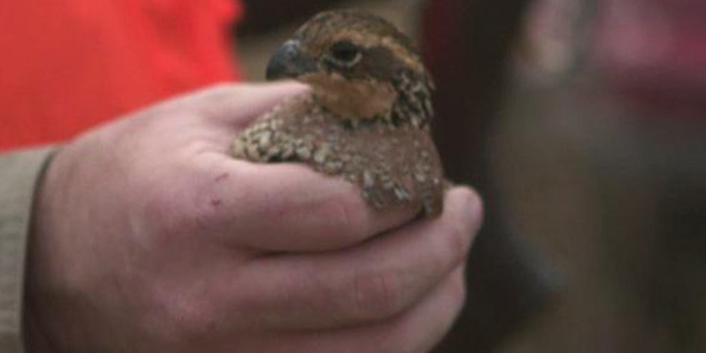 Pastor's incredible catch goes viral | Fox News Video