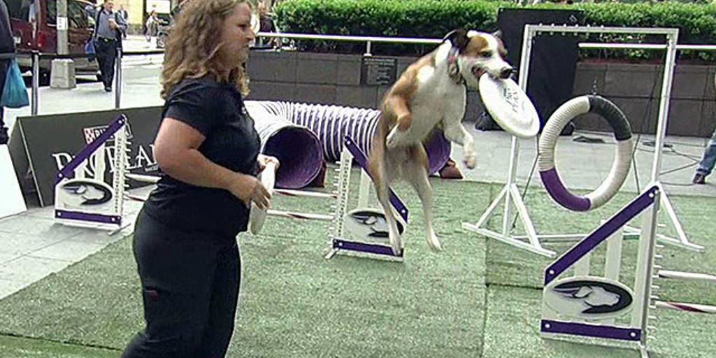 Canine athletes show off obstacle course skills | Fox News Video