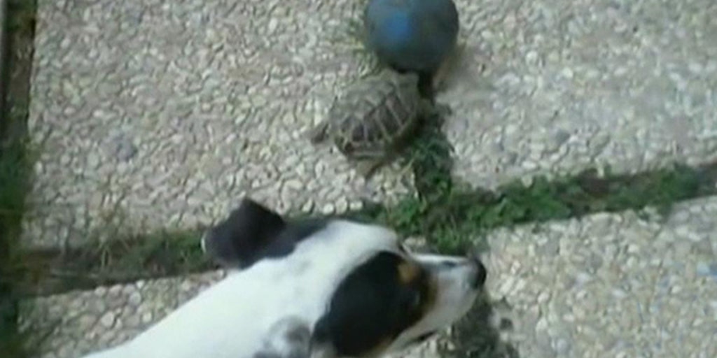 Tortoise and dog top week's viral videos | Fox News Video