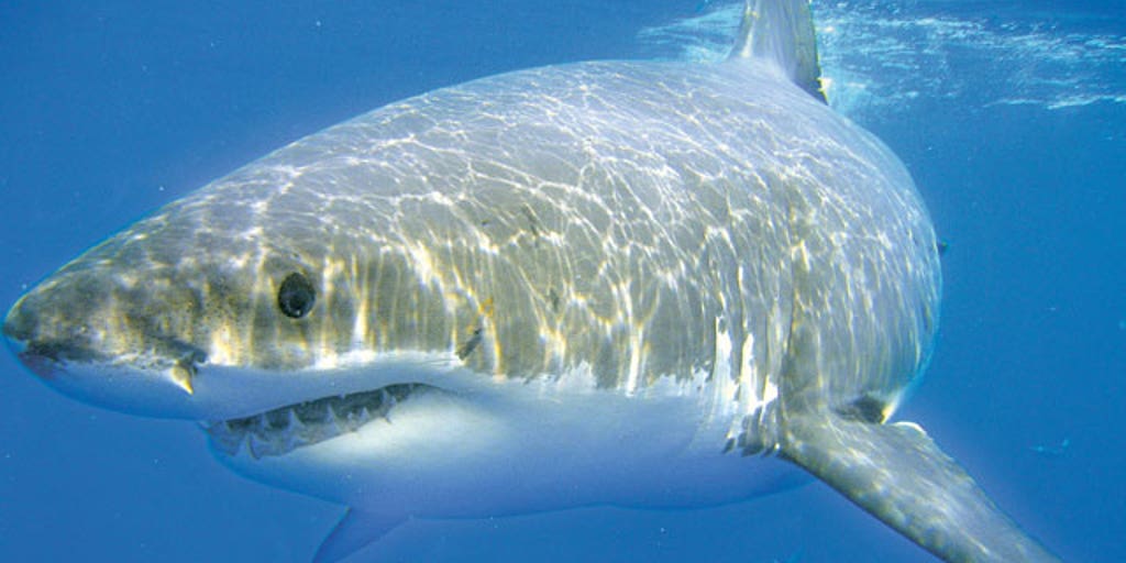 Real life 'Jaws' | Fox News Video