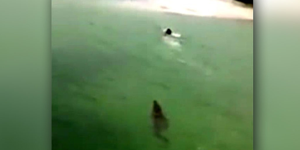 Hungry croc chases unsuspecting swimmer in Mexico | Fox News Video