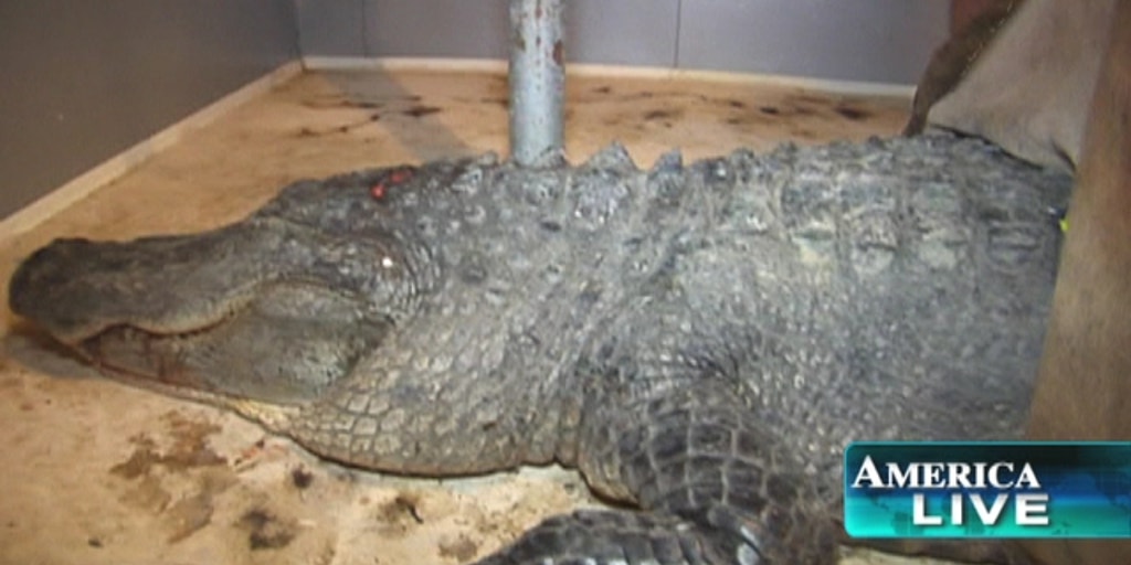 727-Pound Alligator Caught in Mississippi | Fox News Video