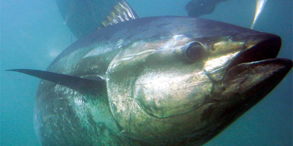 Four years later: The impact of BP oil spill on marine life | Fox News ...