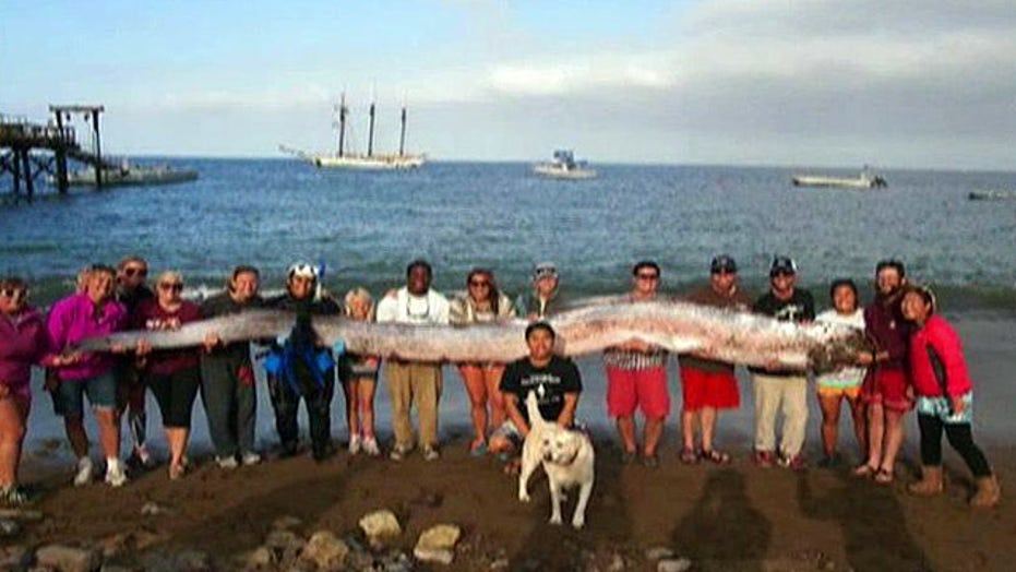 18-foot-long oarfish found off California coast | Fox News