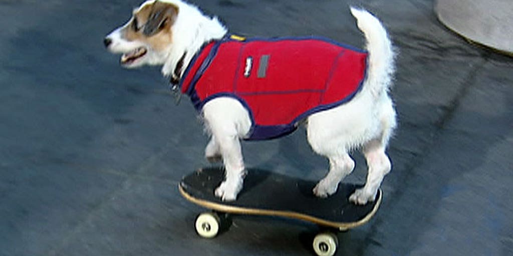 Fox Flash: Dog with skills | Fox News Video