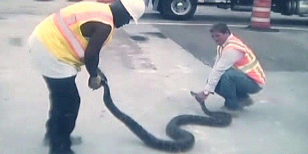 Huge python found at construction site tries to bite workers | Fox News ...