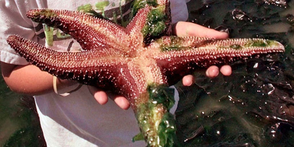 What is killing all the starfish? | Fox News Video
